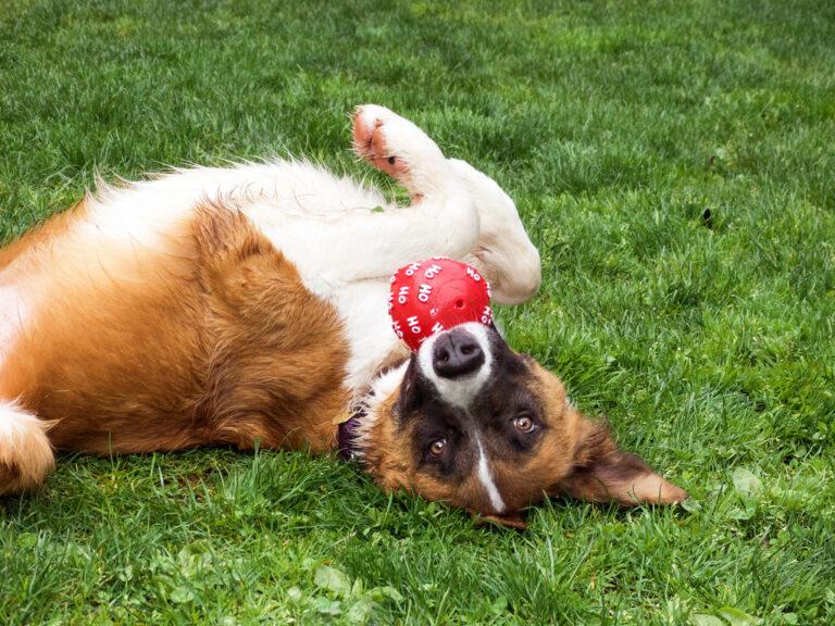 Dog Training Center - Seattle Humane