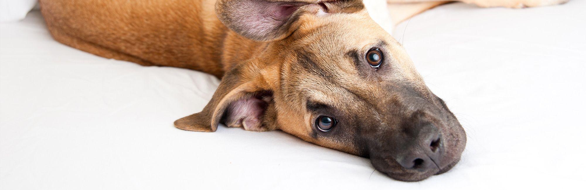 Our Leadership Team - Seattle Humane