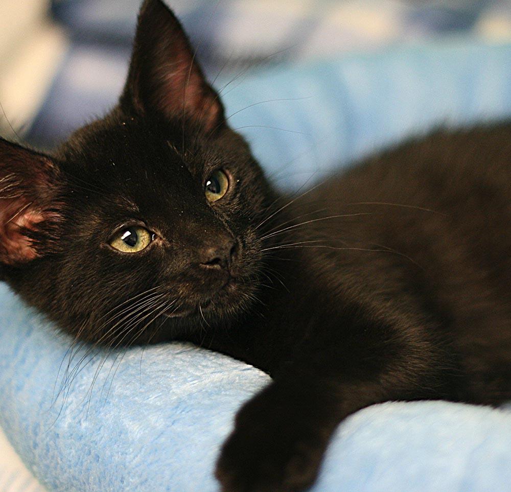 Black Cats Are The BEST Seattle Humane Black Cats Are The BEST Seattle Humane