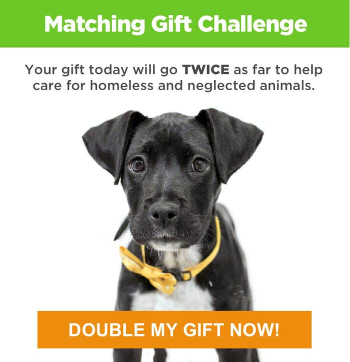 Seattle Humane – Saving Lives, Completing Families