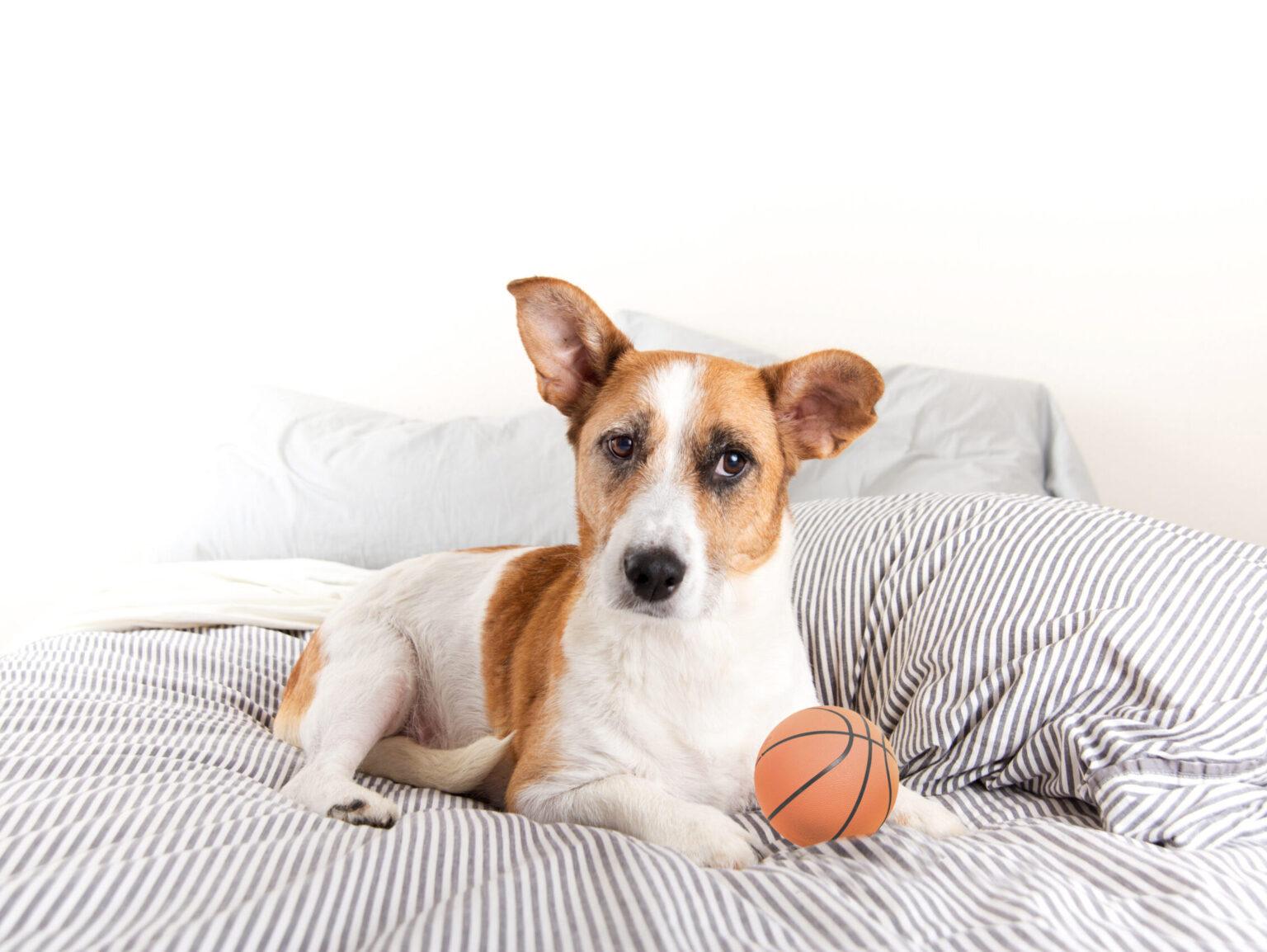 Dog Training Center - Seattle Humane