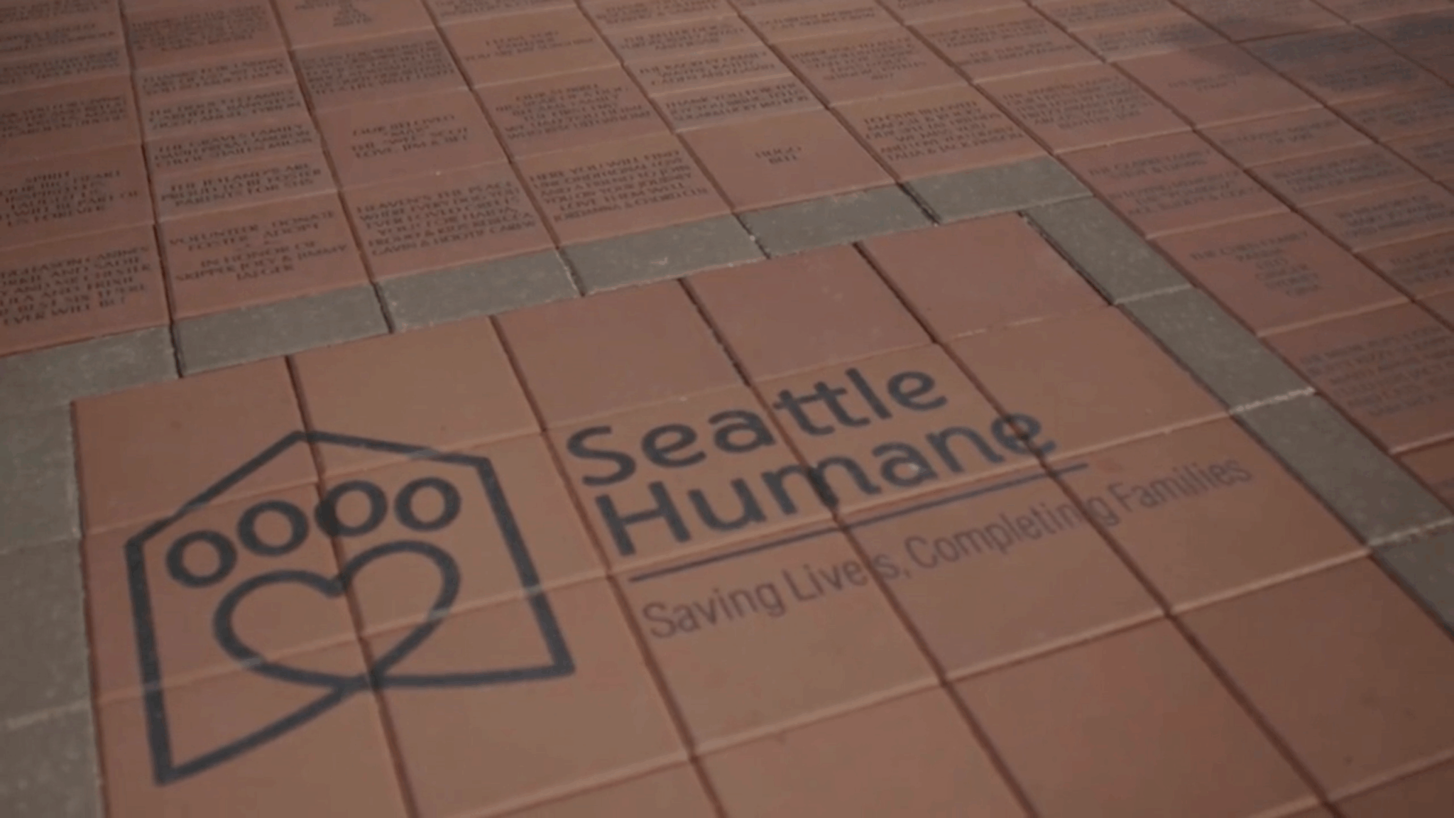 Seattle Humane Stands with the Black Community - Seattle Humane