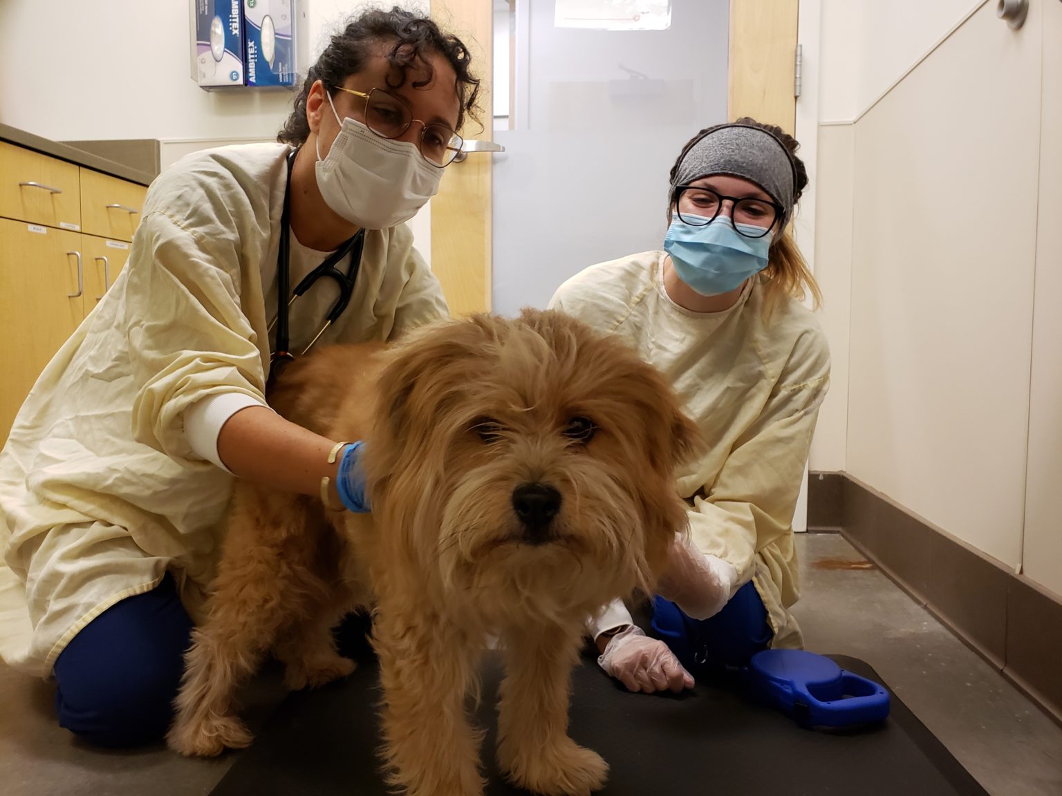 Seattle Humane Supports Shelter Partner in Wake of Washington Wildfires ...