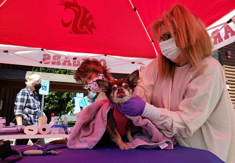 Seattle Humane Joining Partners for World Rabies Day Vaccine Clinics ...