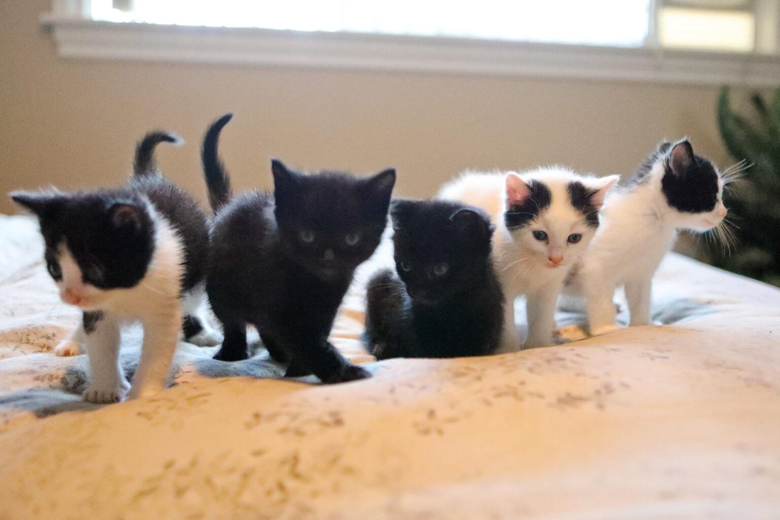 Ways to Give - Seattle Humane