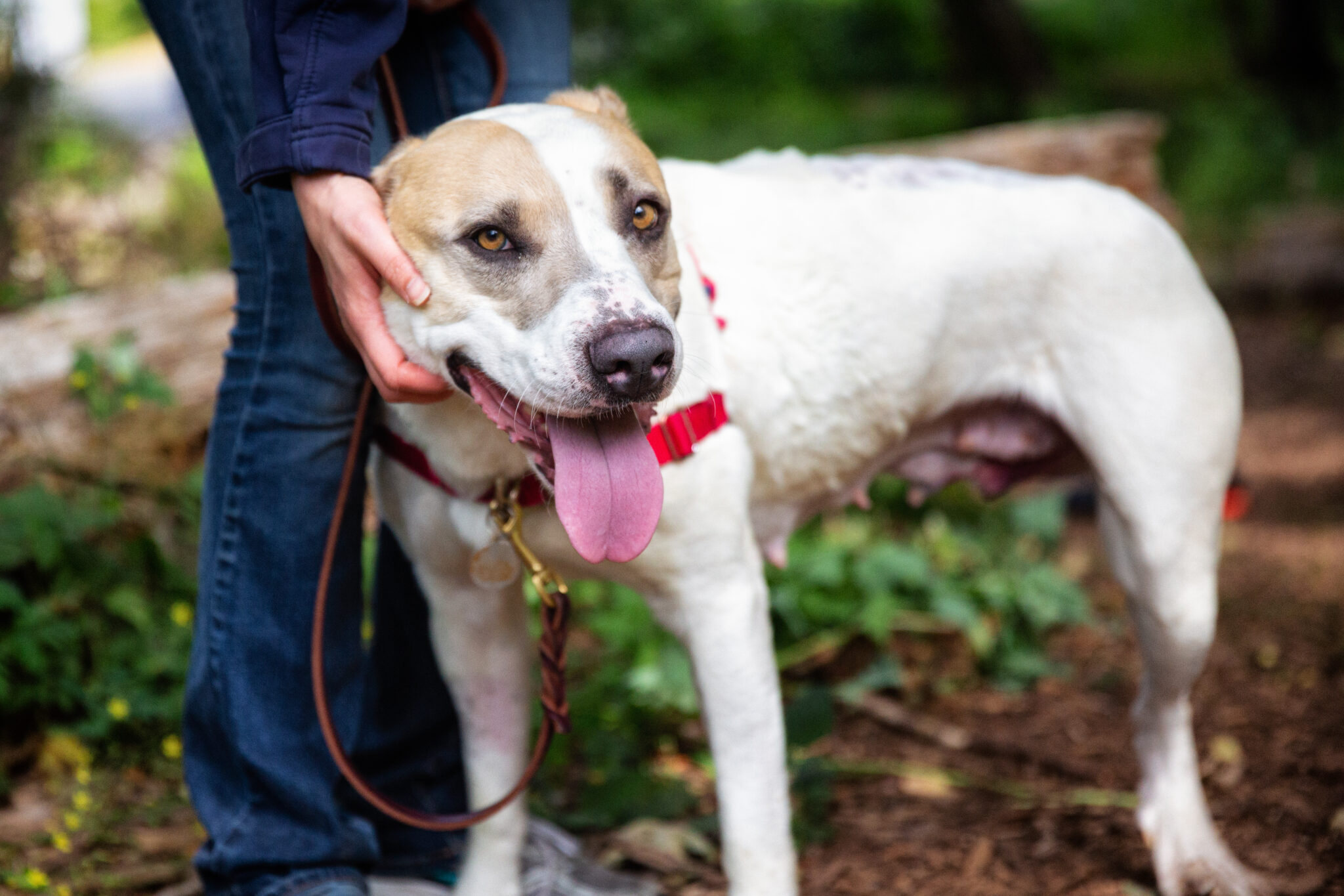 Seattle Humane Adopting New Vision with Expanded Focus - Seattle Humane