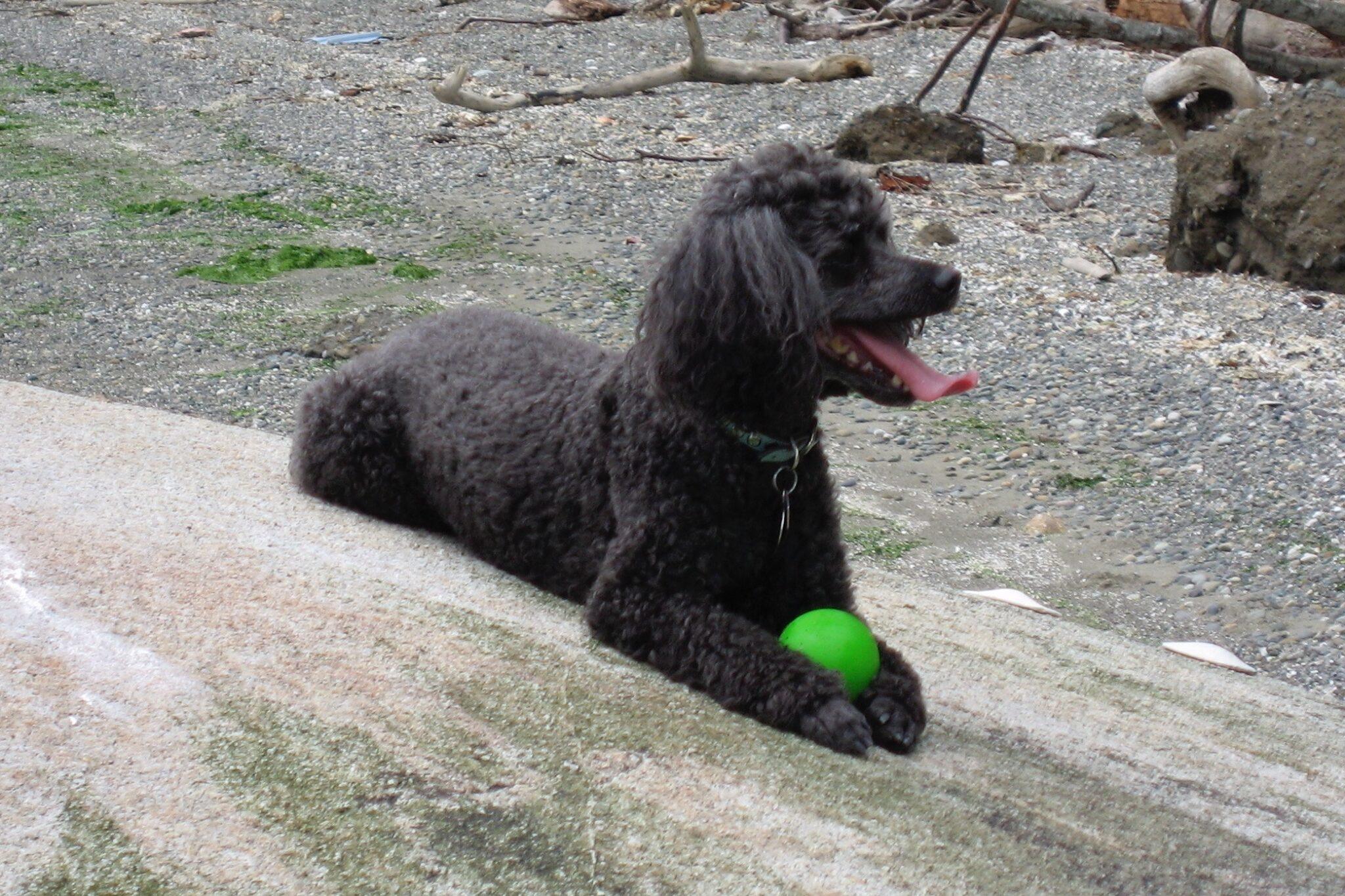 Making Lasting Impacts - Seattle Humane