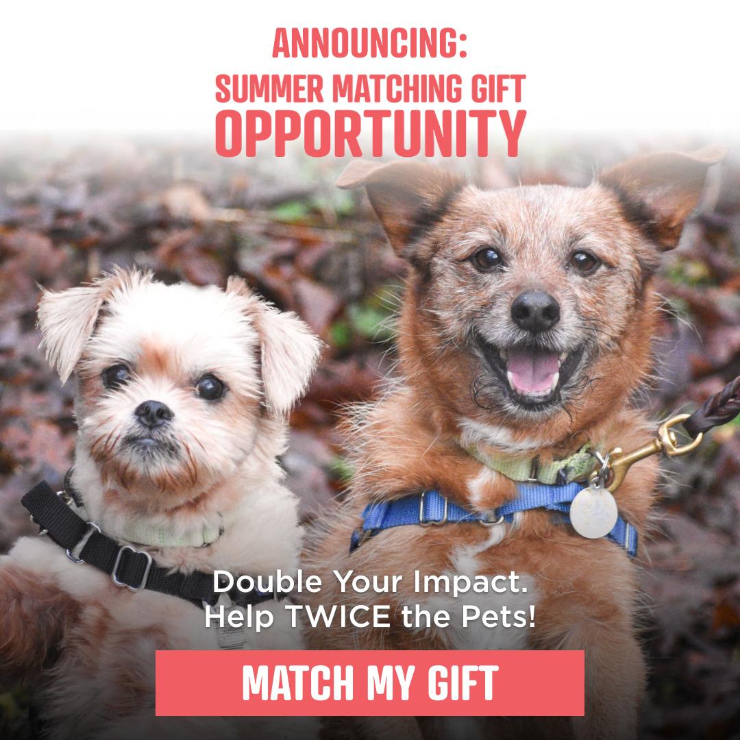 Home - Seattle Humane