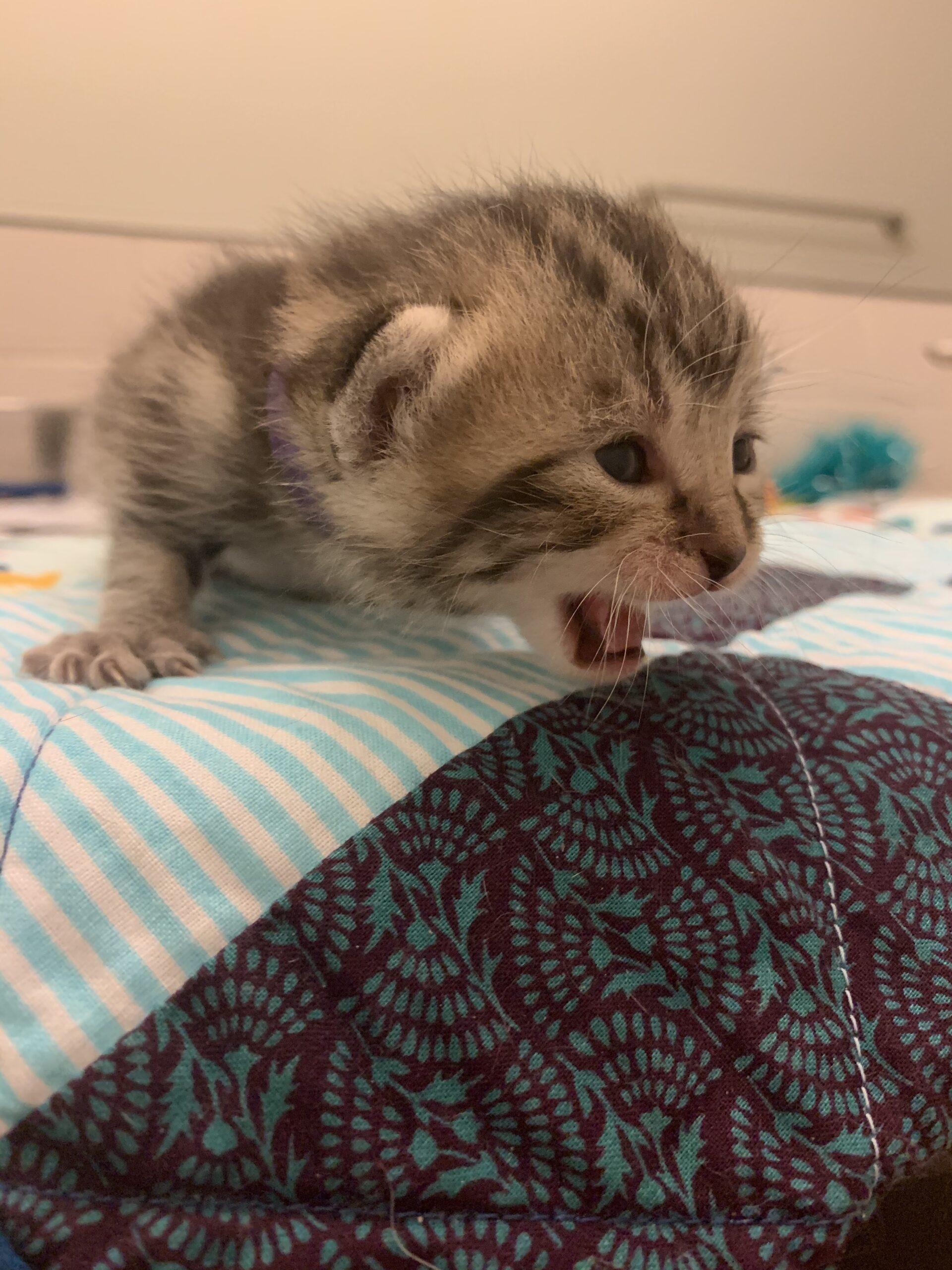 Foster Parent Spotlight: Brittany Rall - Seattle Humane