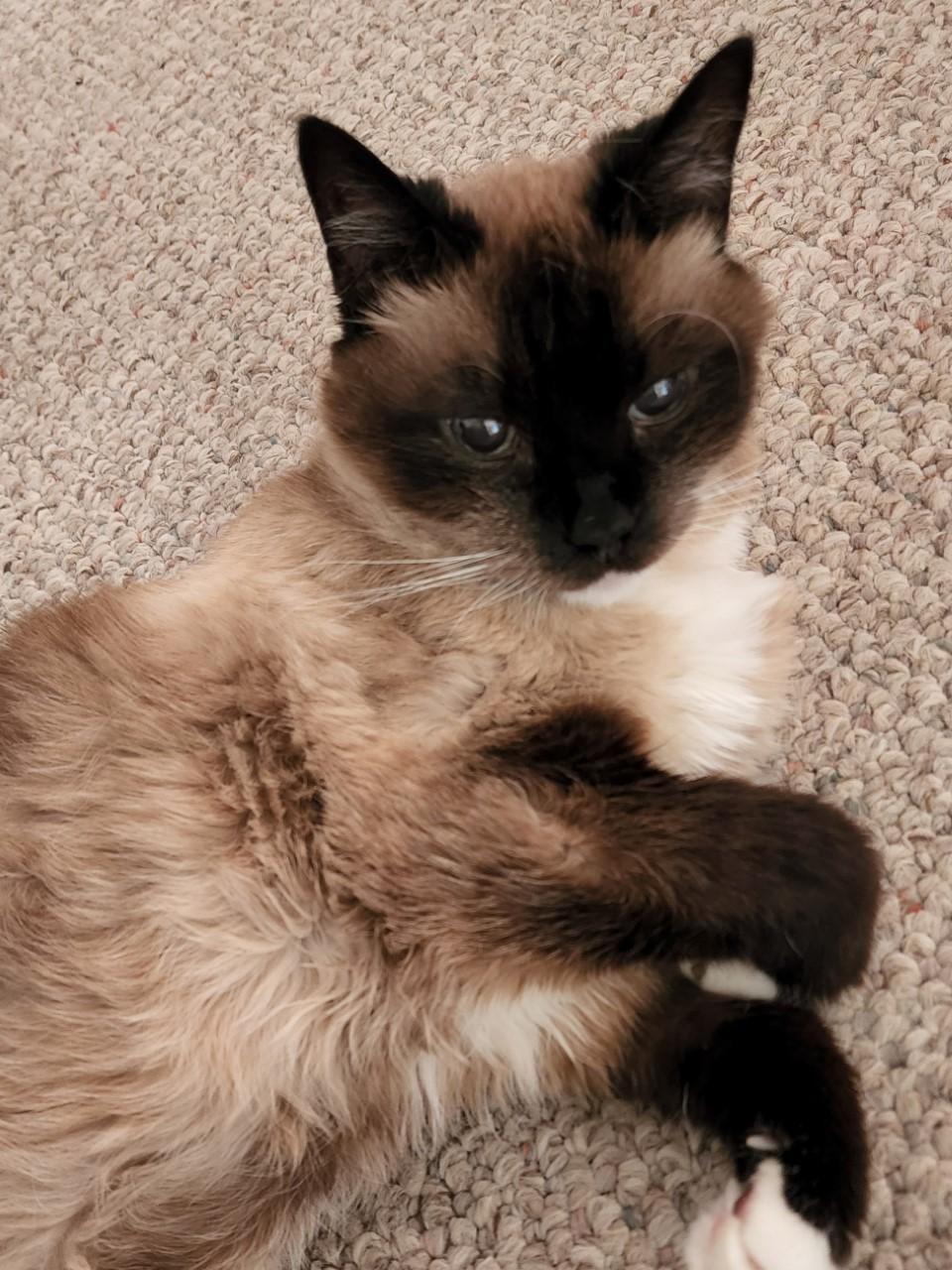 Diabetic Senior Cat Gets New Lease on Life - Seattle Humane