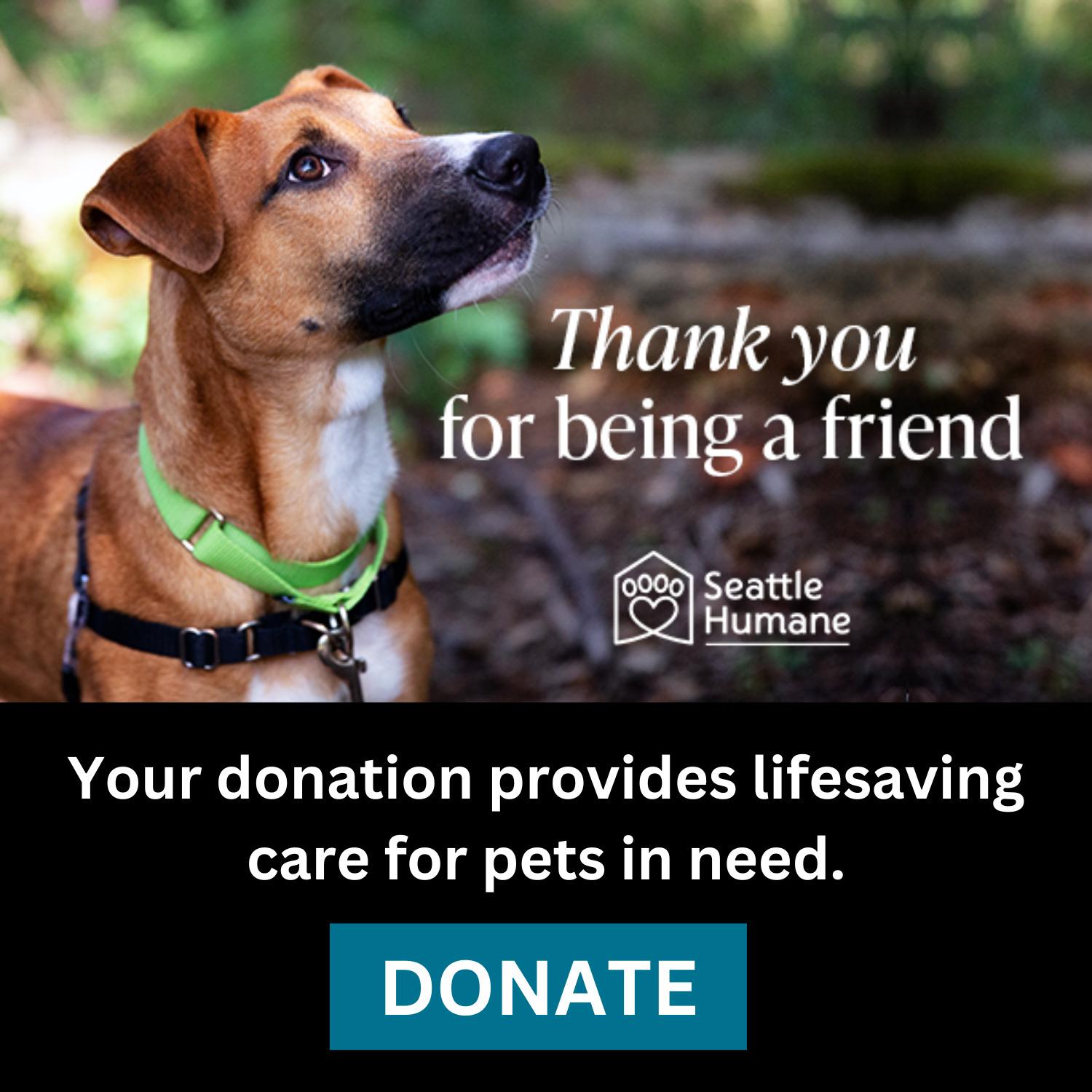 Host a Workplace Giving Event with Seattle Humane - Seattle Humane