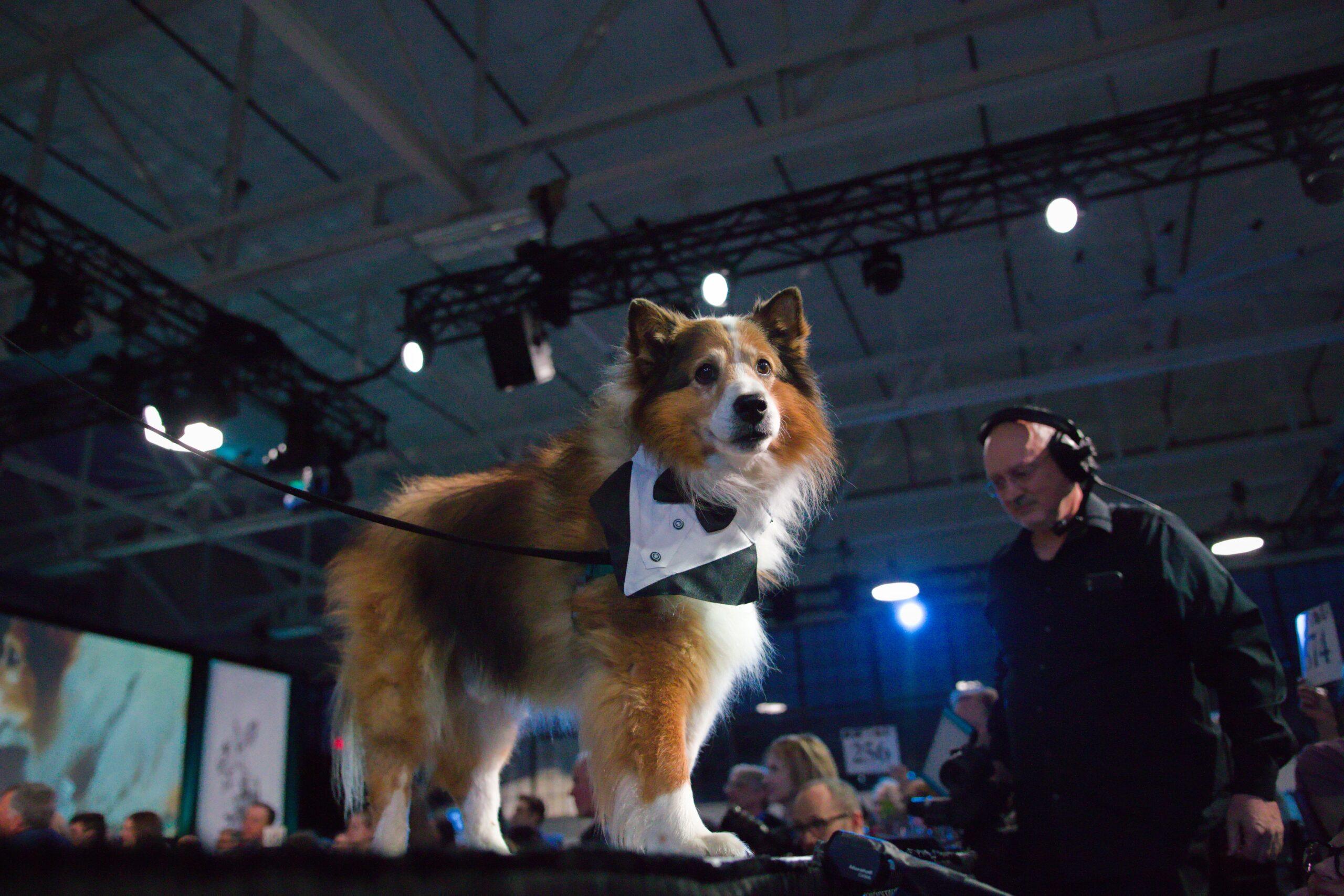 Animal Training Donations - Seattle Humane