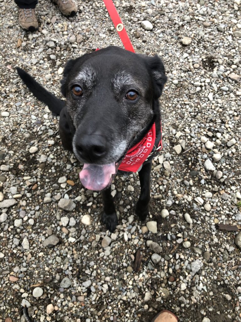 Adoption Update: Scout - Seattle Humane