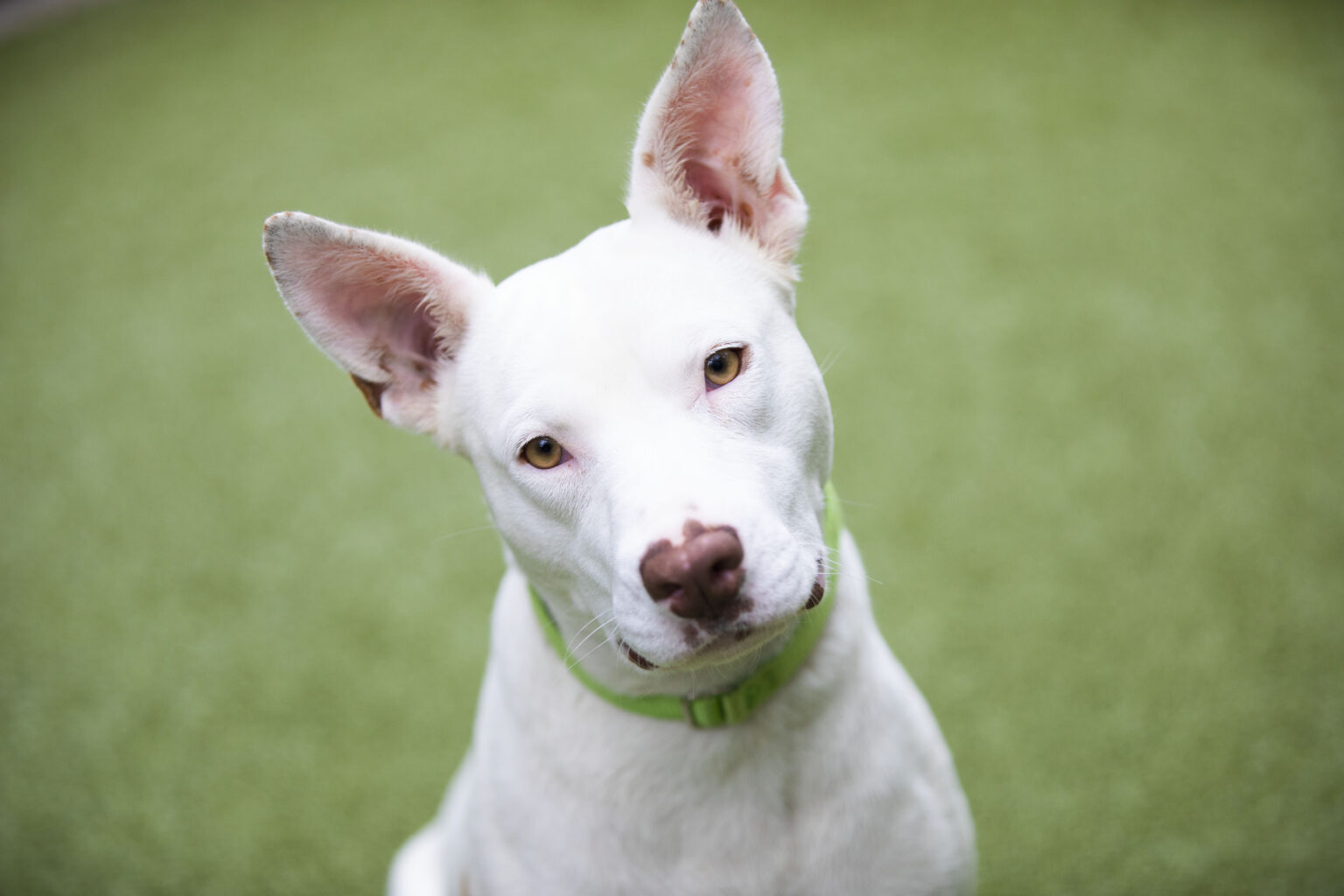 Press Kit - Seattle Humane