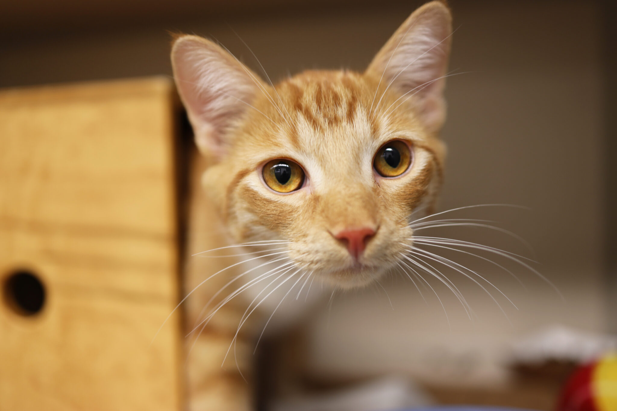 Press Kit - Seattle Humane