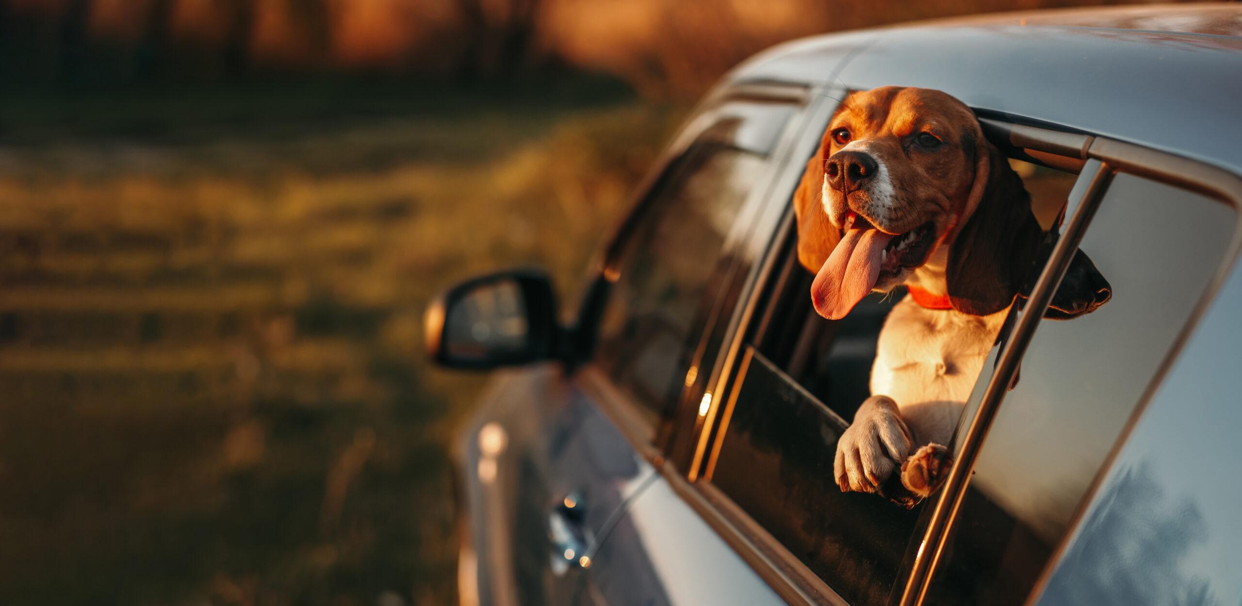 Donate Your Car - Seattle Humane