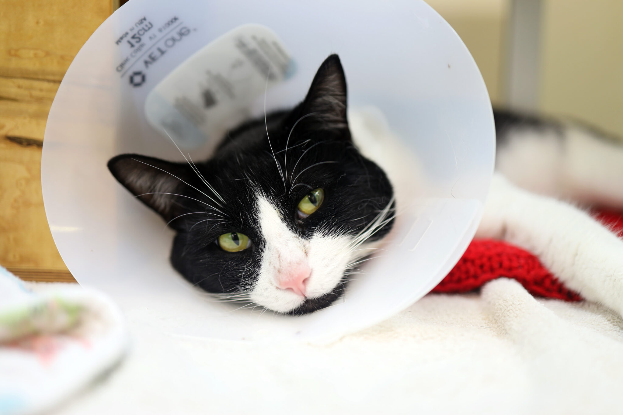 Press Kit - Seattle Humane