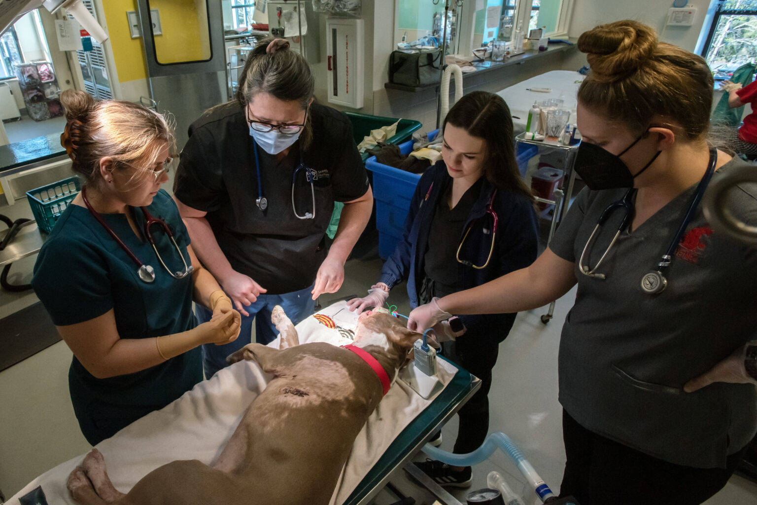 Seattle Humane Celebrates 10 Years of Partnership With WSU College of ...