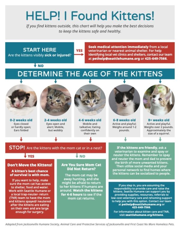 Help for Found Kittens - Seattle Humane
