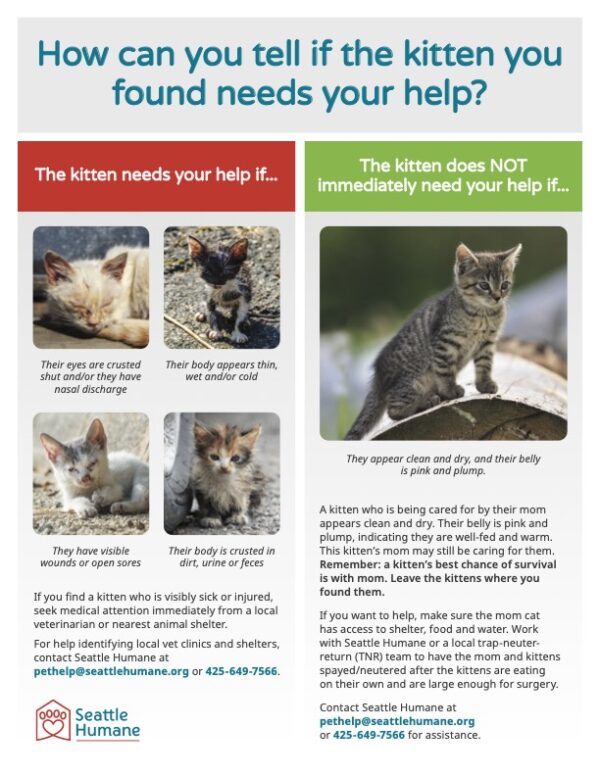 Help for Found Kittens - Seattle Humane