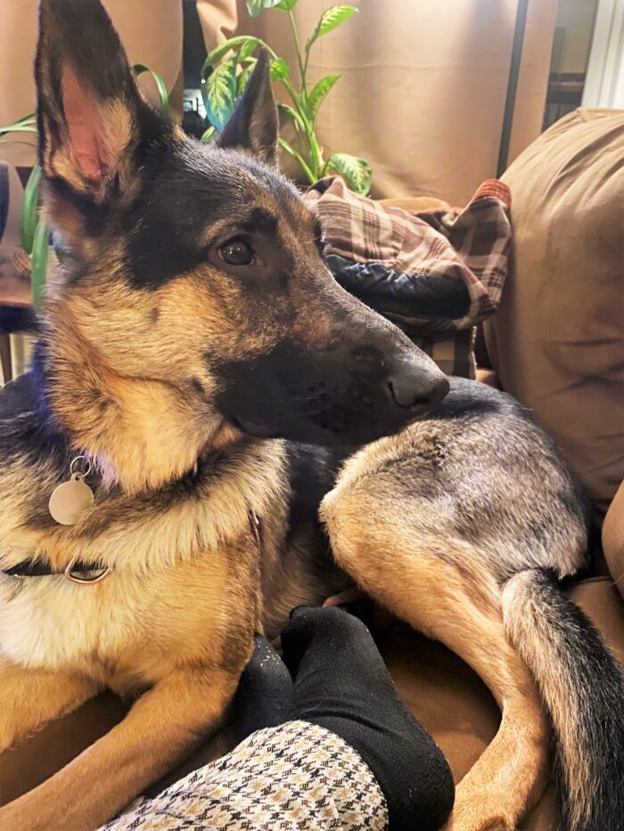 Featured Pets - Seattle Humane