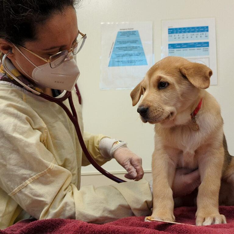 Veterinary Care Center - Seattle Humane