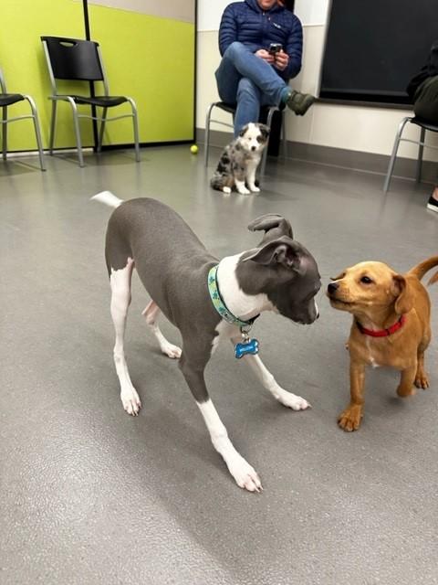 Puppy Play Skills Sessions - Seattle Humane