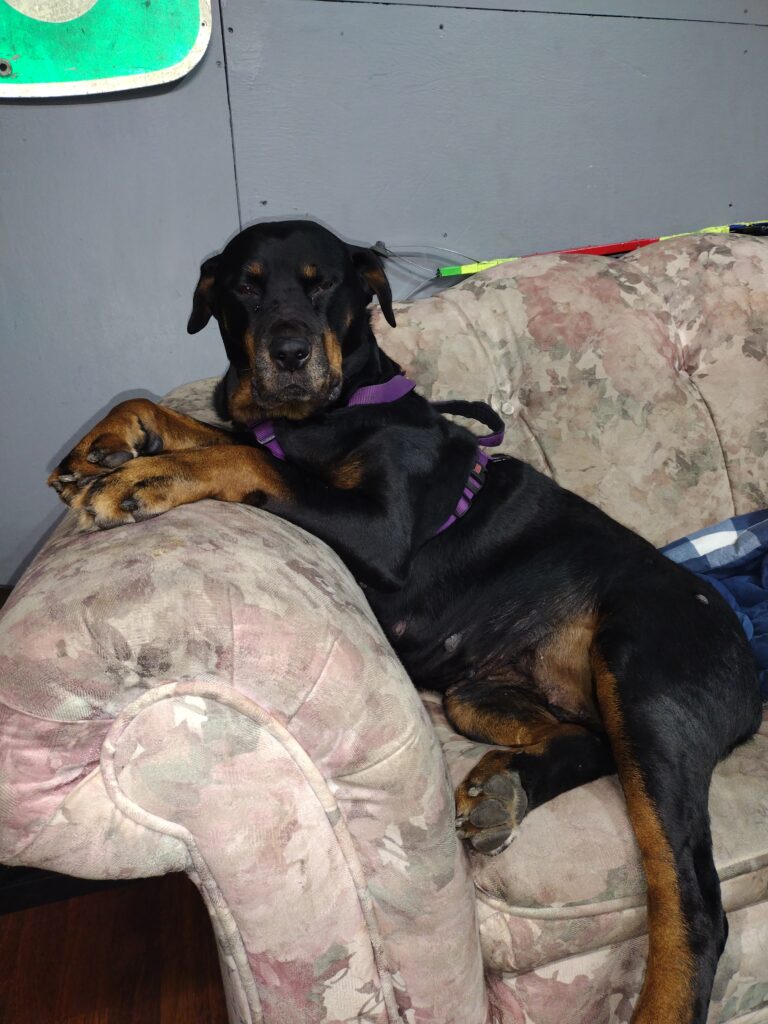 Adoption Update: Jessi - Seattle Humane