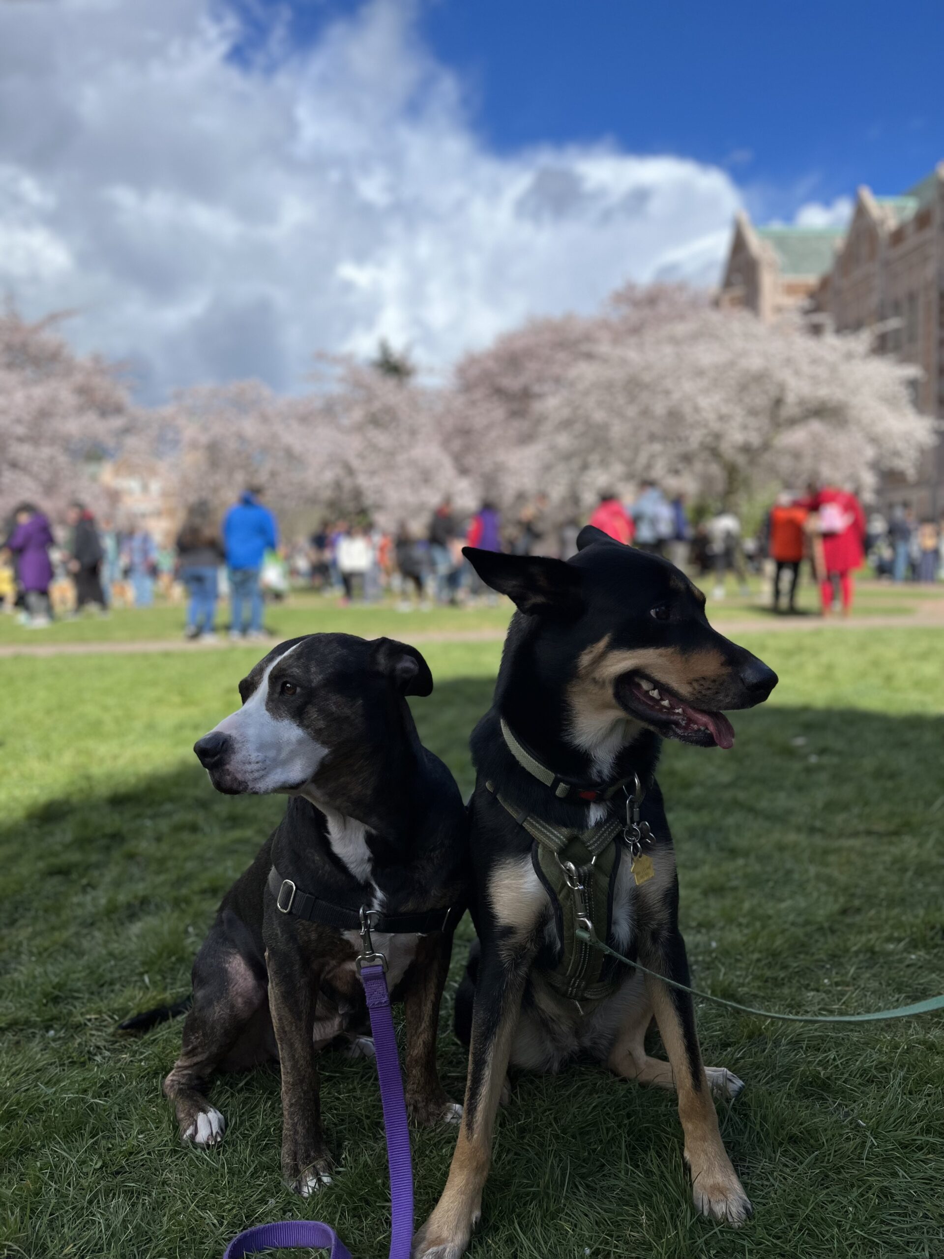 Introducing Your New Dog to Your Resident Dog - Seattle Humane