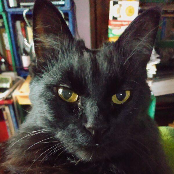 Recently Adopted - Seattle Humane