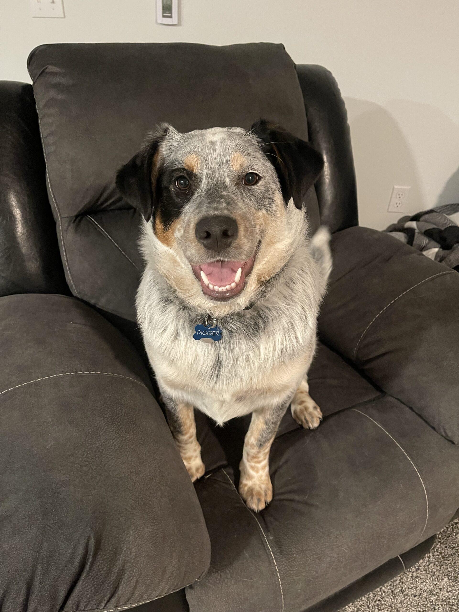 Adoption Update: Digger - Seattle Humane