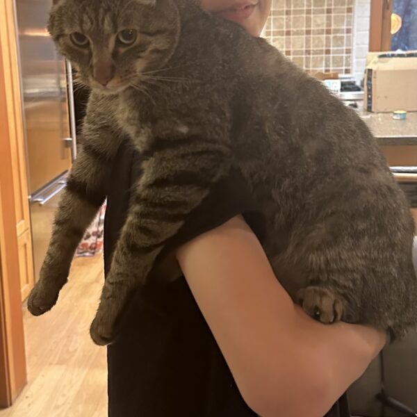 Recently Adopted - Seattle Humane