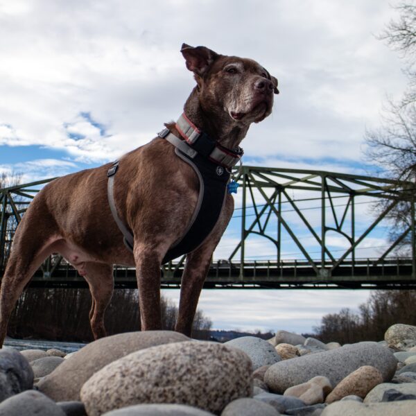 Recently Adopted - Seattle Humane