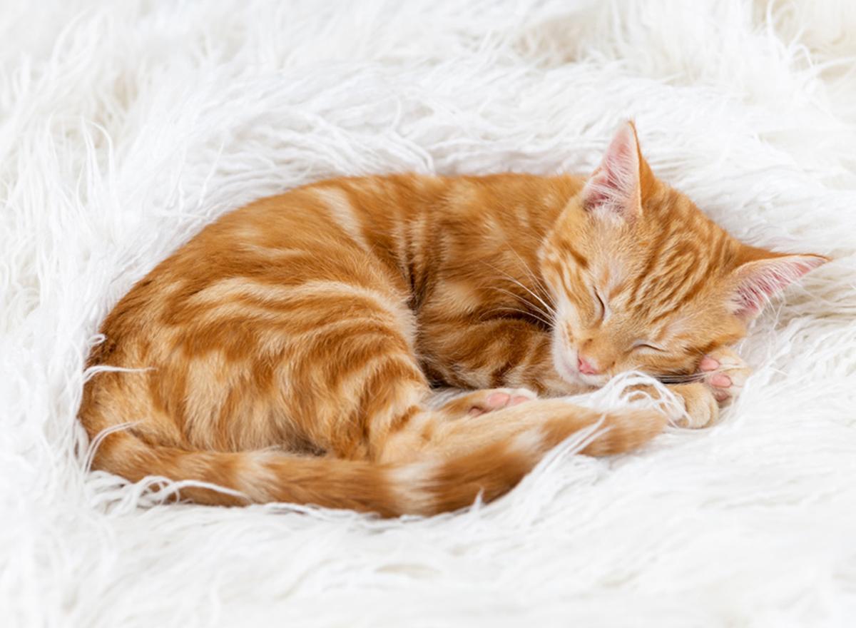 Temporary Care (SPOT) - Seattle Humane