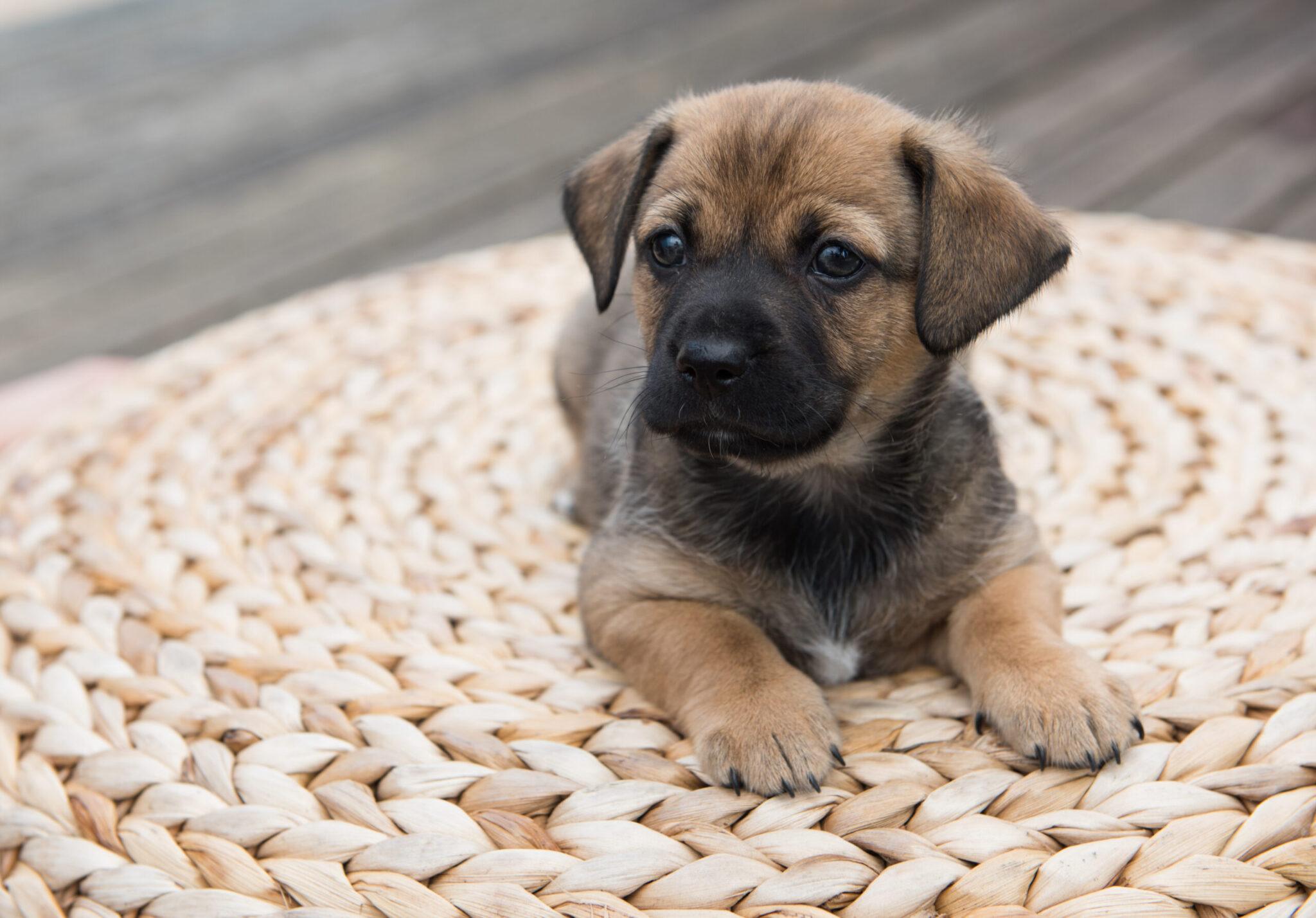 Recently Adopted - Seattle Humane