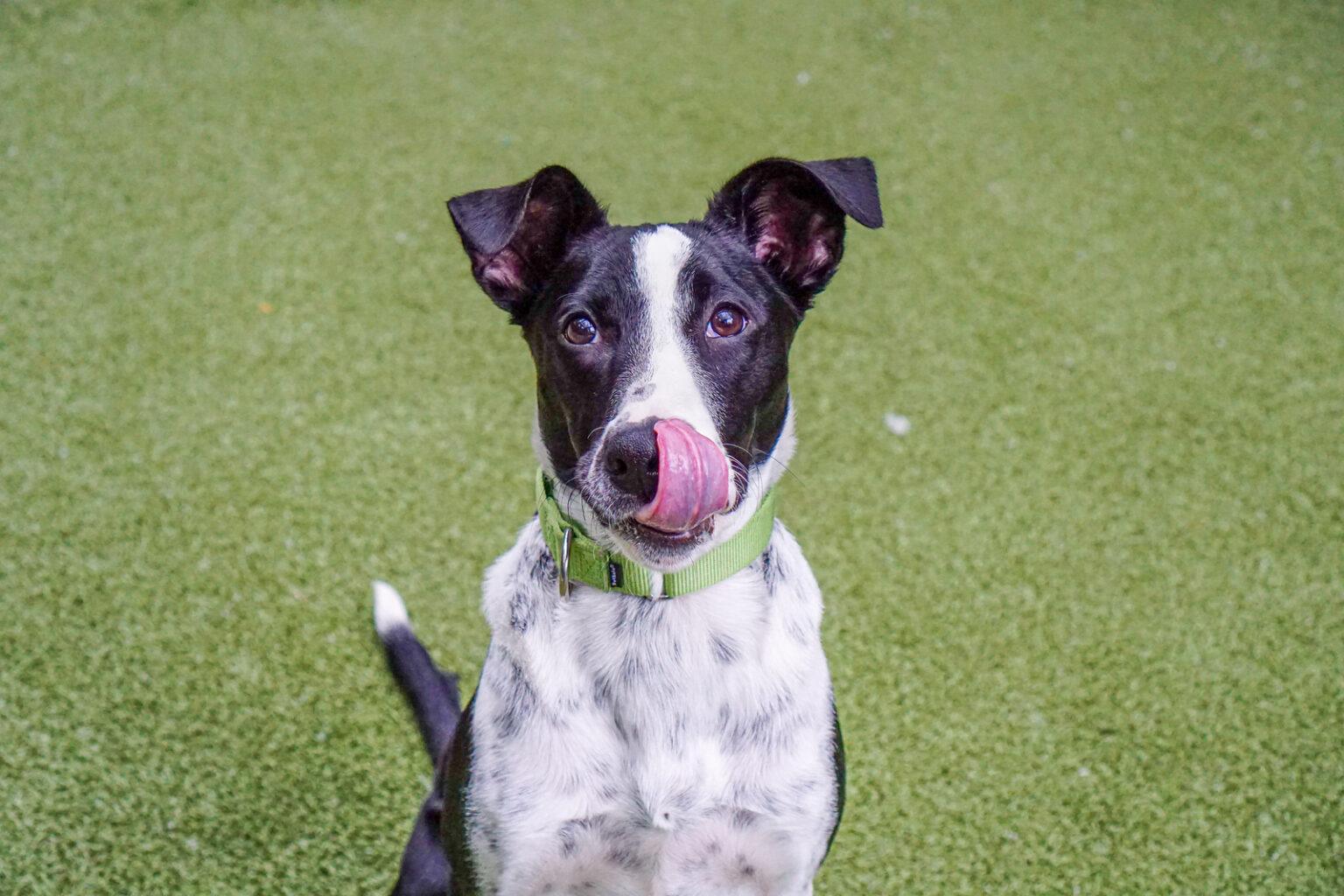 About - Seattle Humane