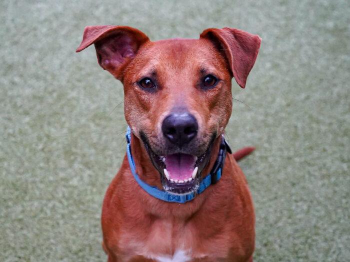 Dog Behavior Resources - Seattle Humane