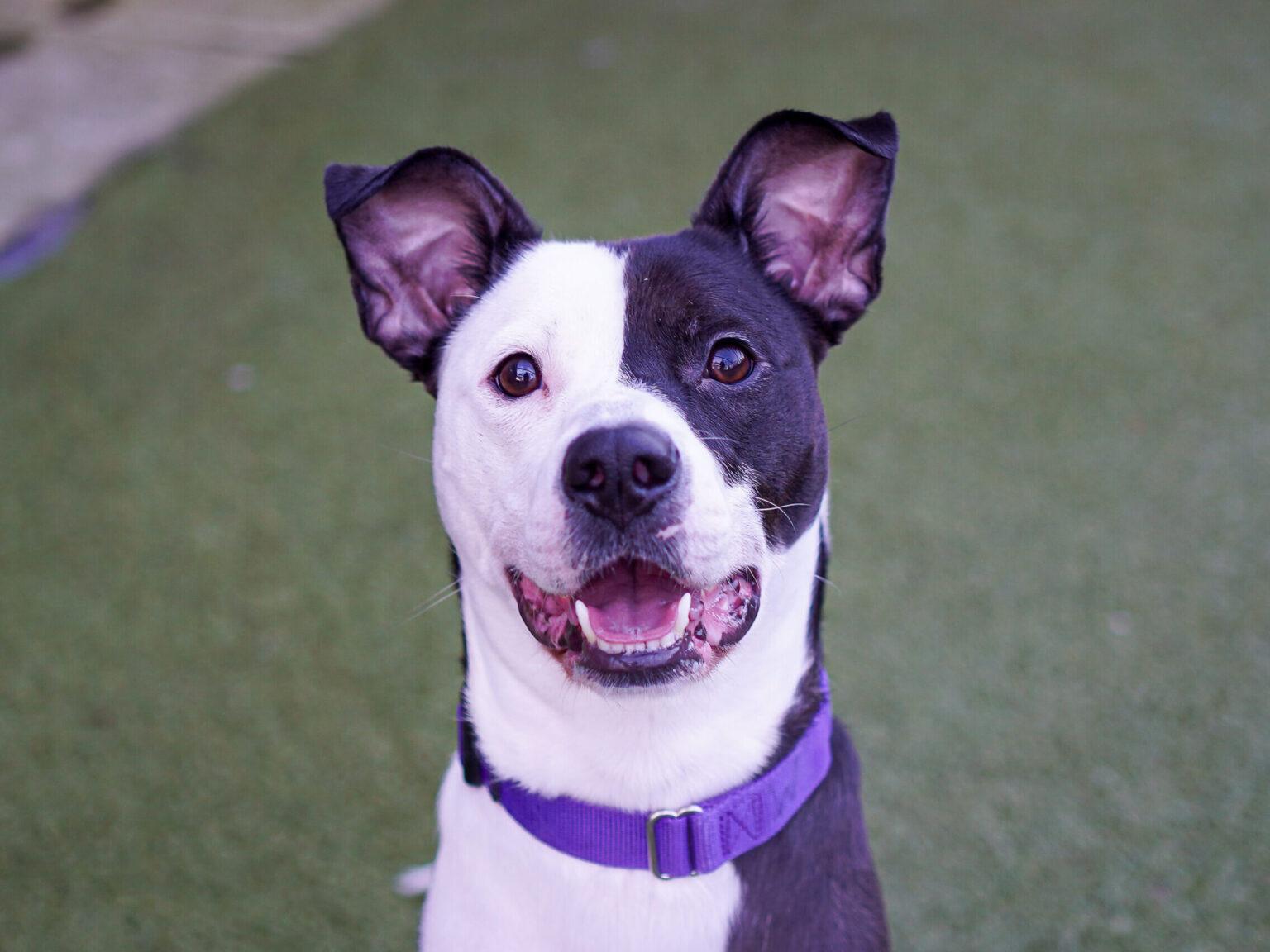 Dog Training Center - Seattle Humane