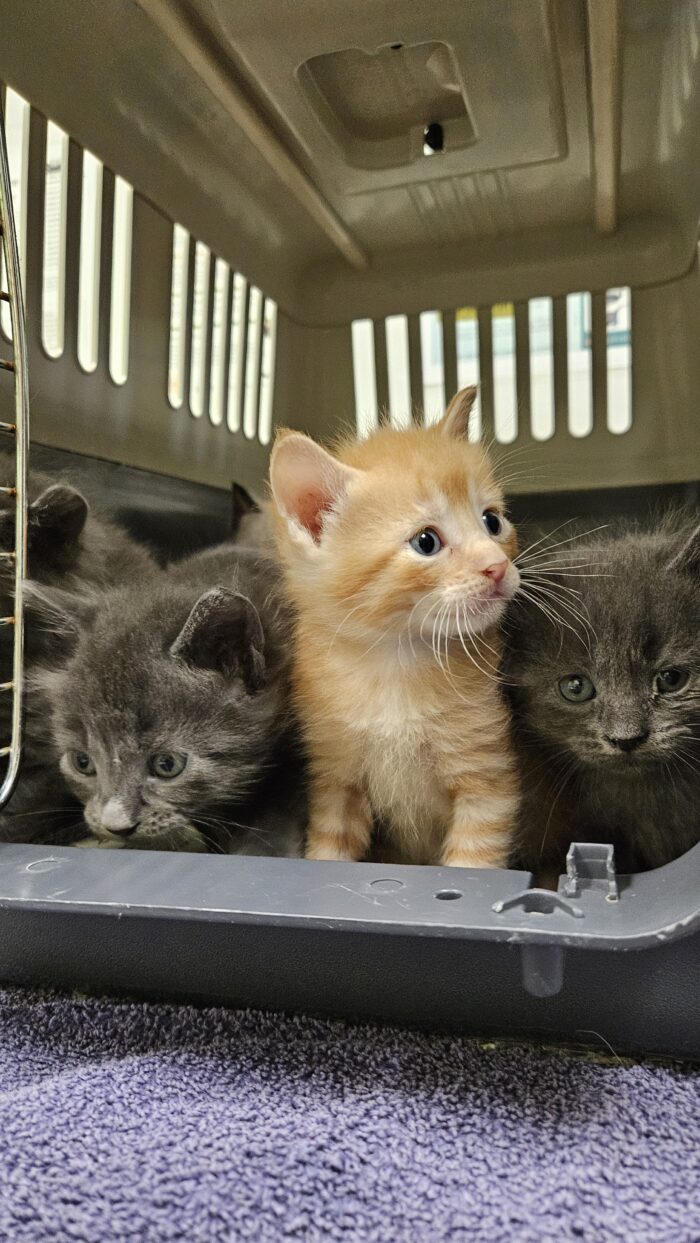 In-Kind Donations - Seattle Humane