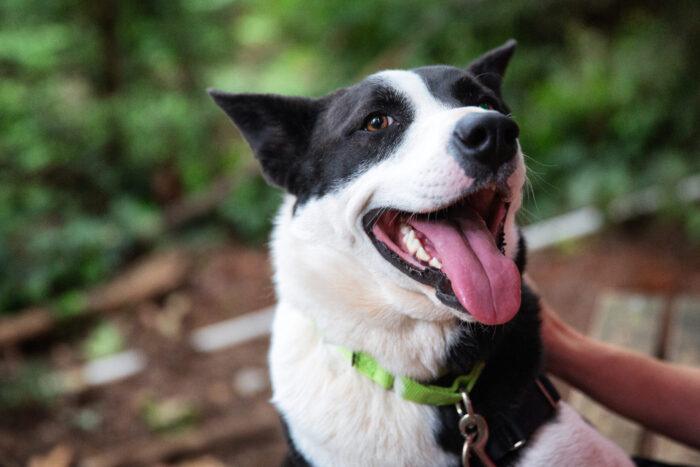 Ways to Give - Seattle Humane