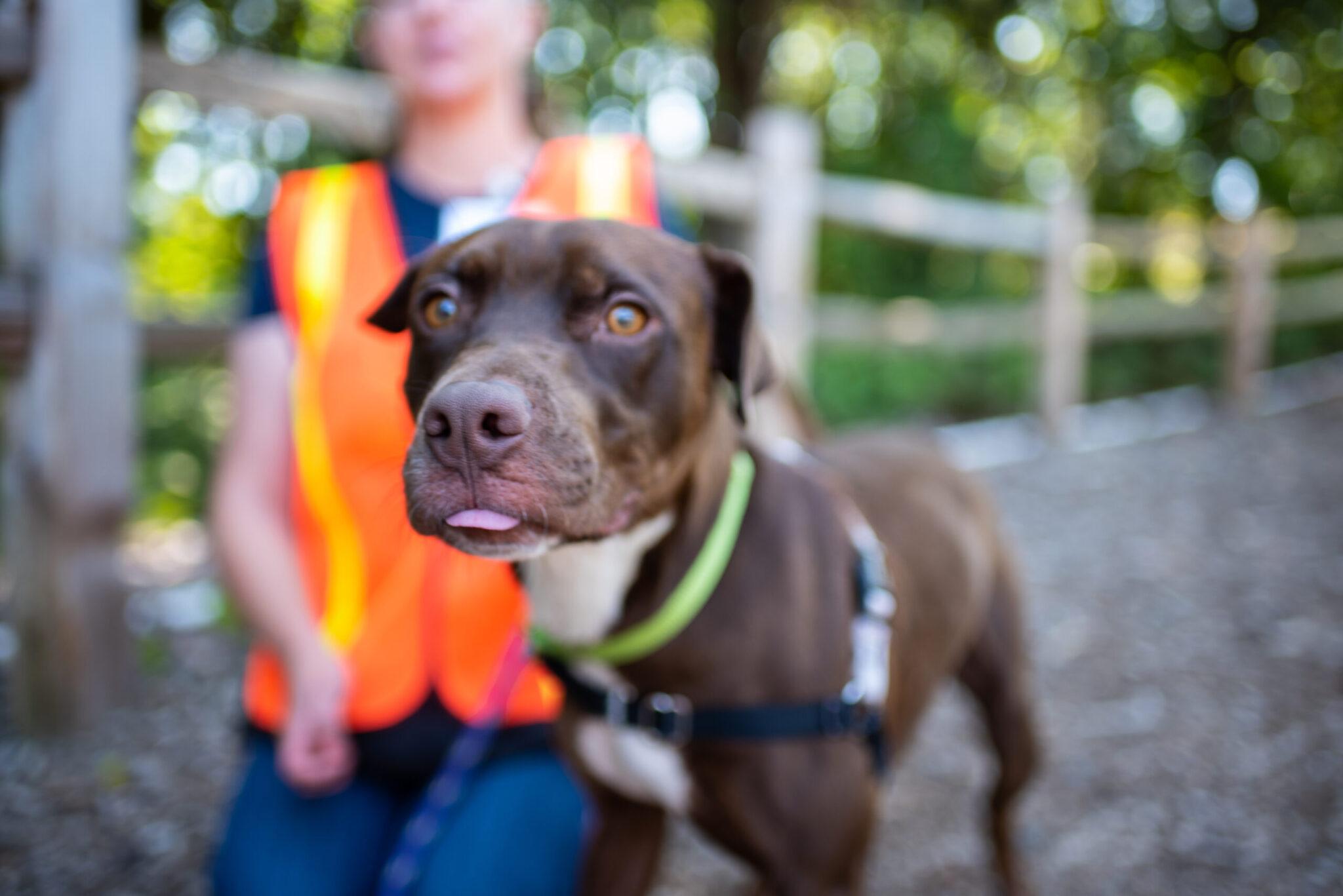 Get Involved - Seattle Humane