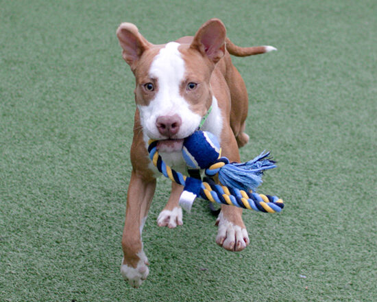 Services - Seattle Humane