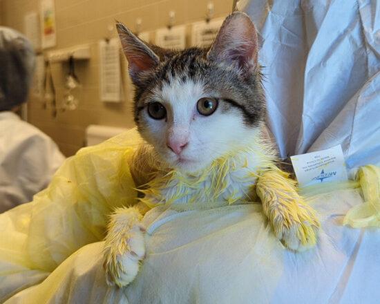 Home - Seattle Humane