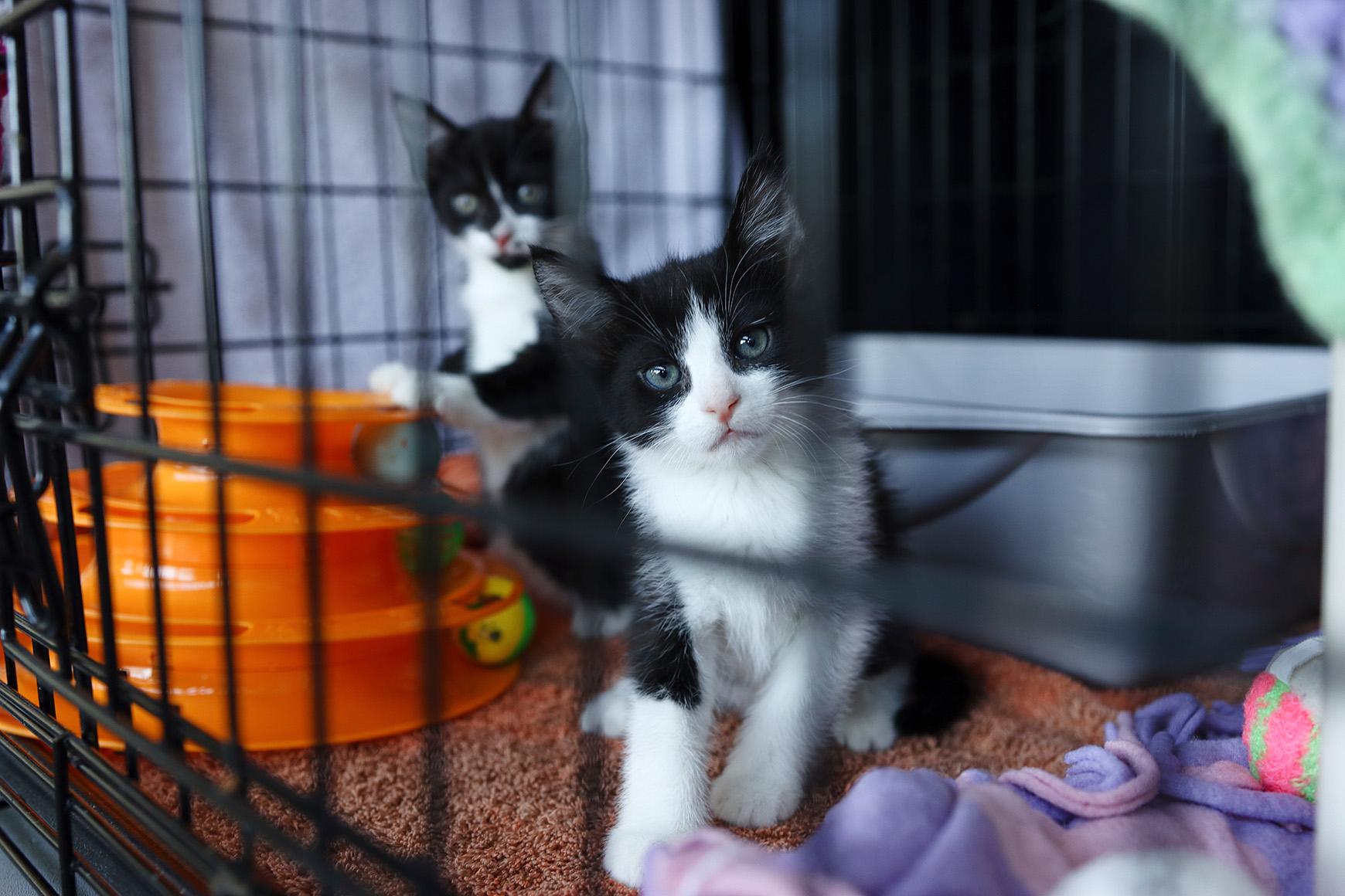 Find a Pet - Seattle Humane