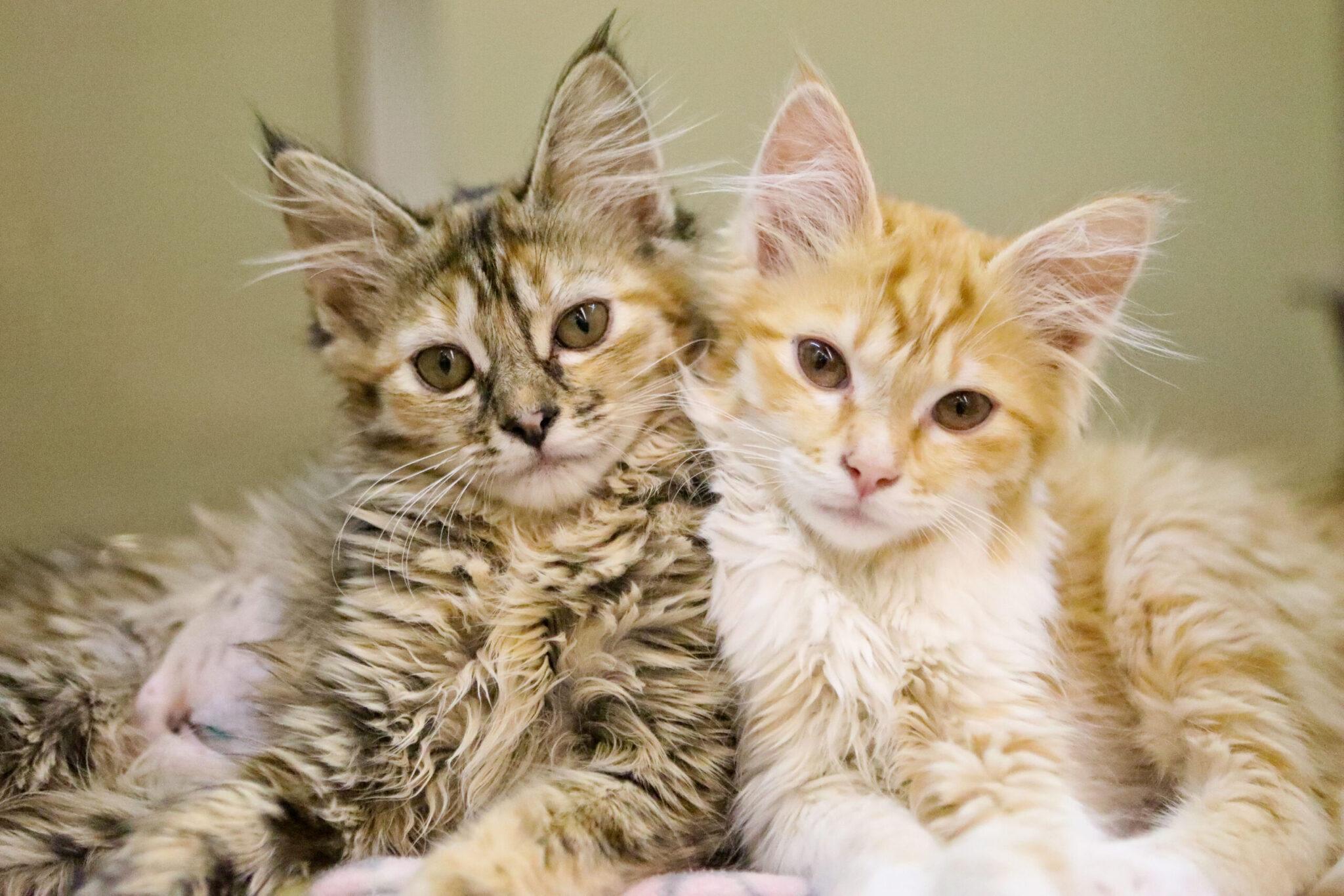 Ways to Give - Seattle Humane