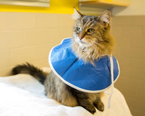 Home - Seattle Humane