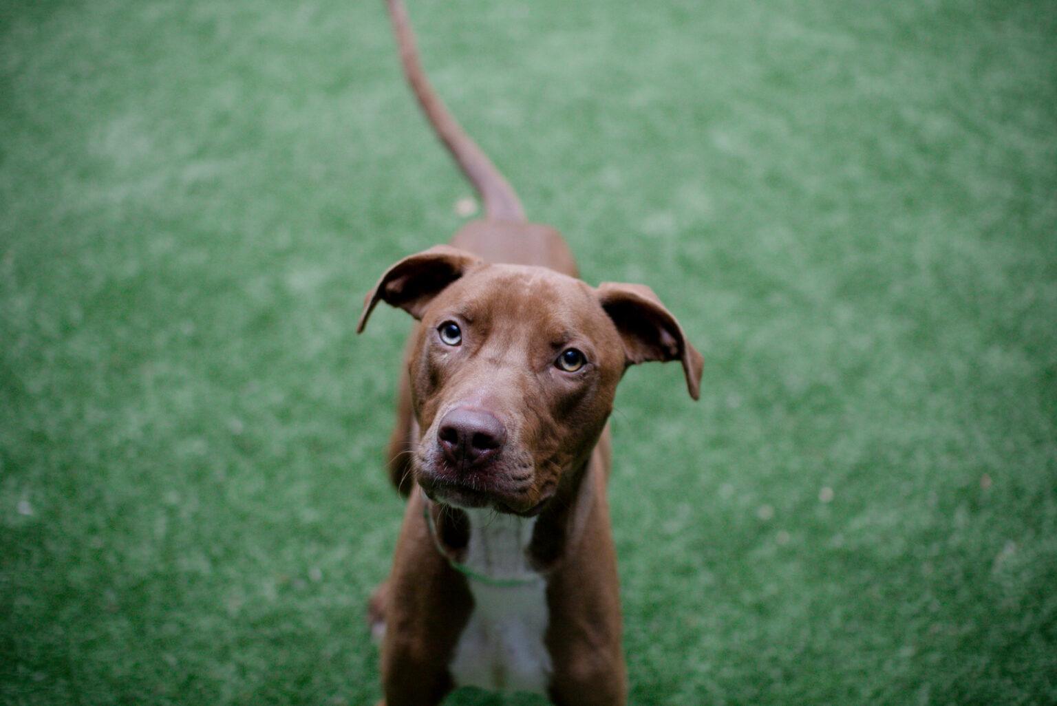 Seattle Humane’s Holiday Giving Guide is Here! - Seattle Humane