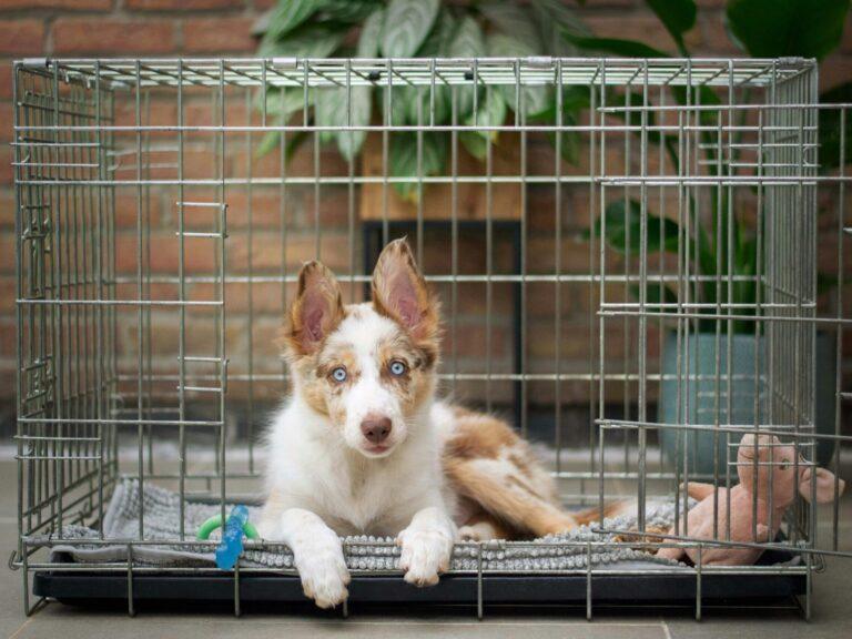 Dog Training Center - Seattle Humane