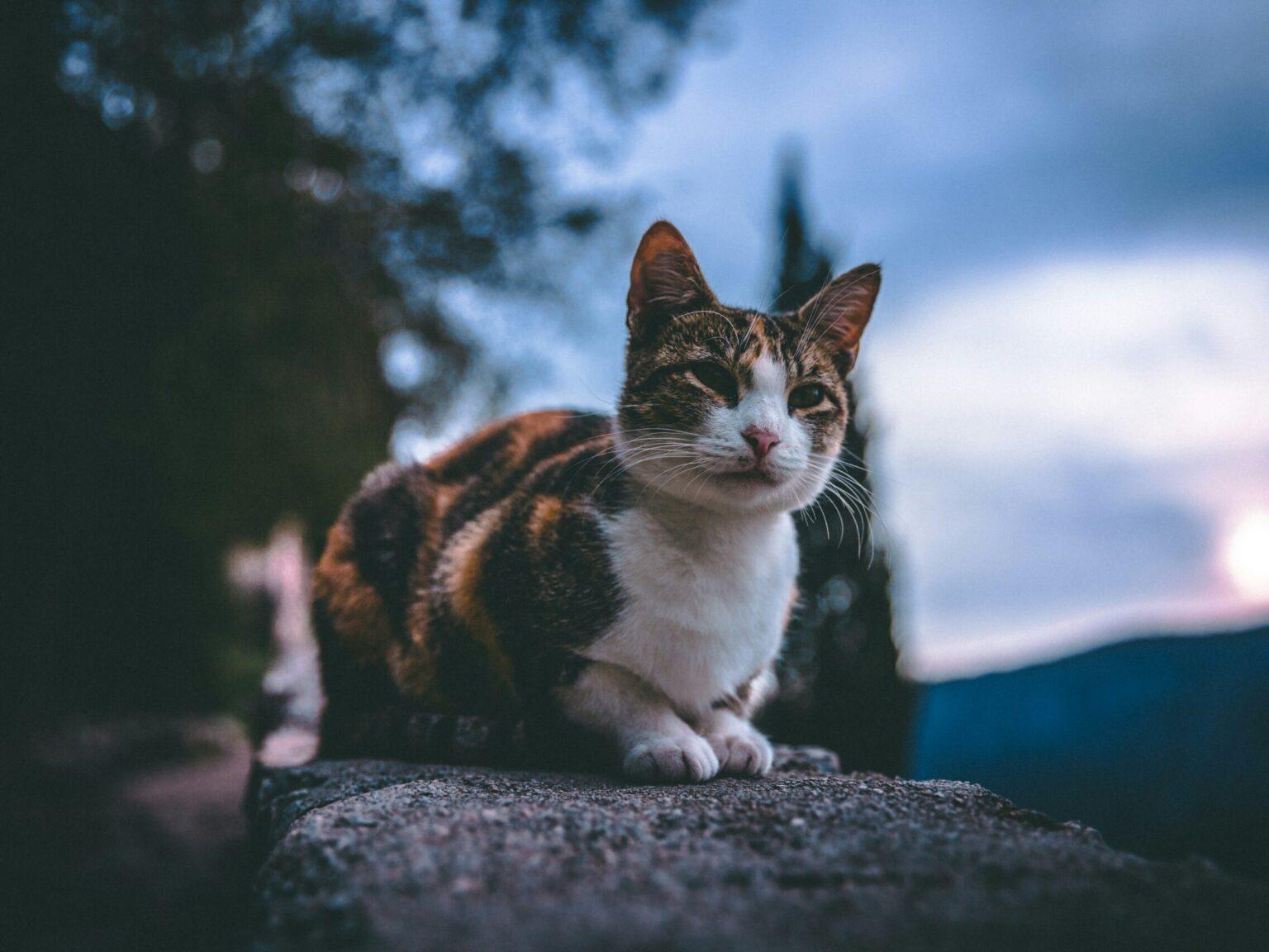 Resource Library - Seattle Humane