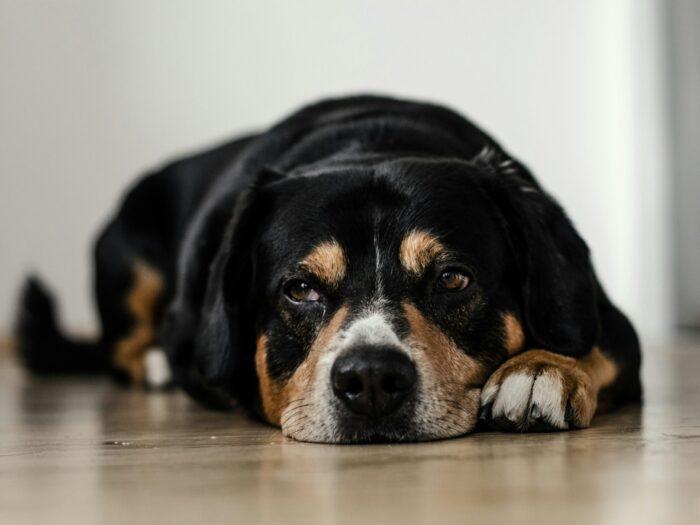 Veterinary Care Center - Seattle Humane